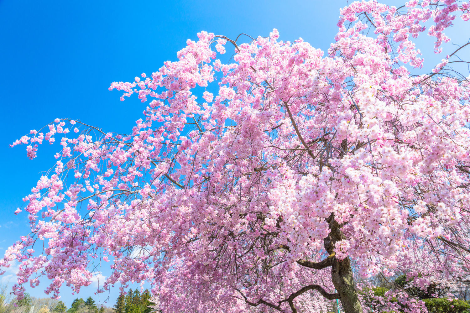春にはしだれ桜が美しい!京都にある「あおくすの庭」について Triipnow